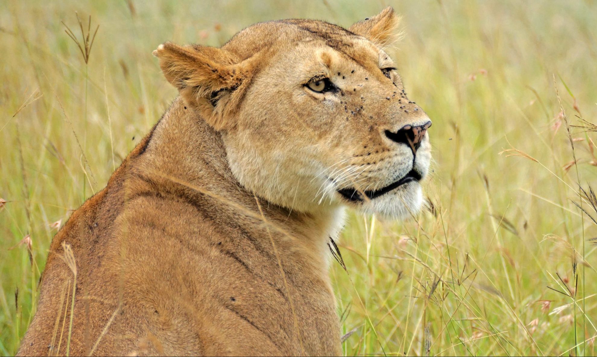 Zanzibar+Safari+Kilimandžaro+Kenija+Tanzanija=Ekspedicija Afrika!